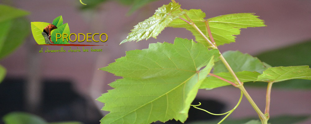 PRODECO